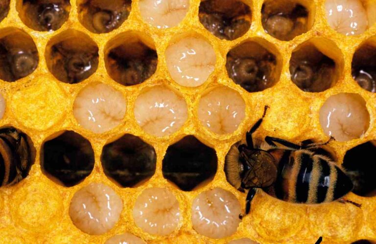 The Worker Bee and Why the Hive Needs Them - Minneopa Orchards