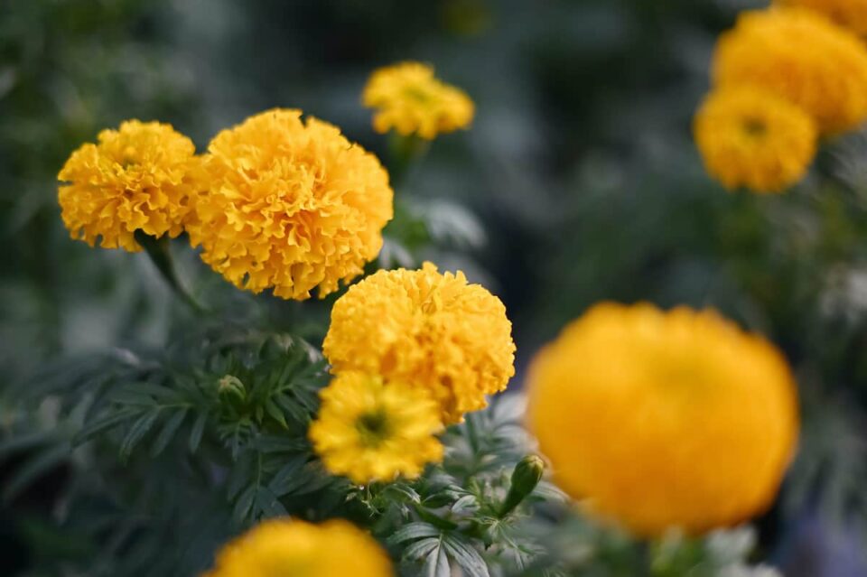 How to Plant Marigold - Minneopa Orchards