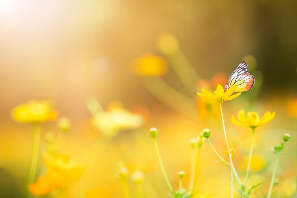 How to Plant Cosmos - Minneopa Orchards