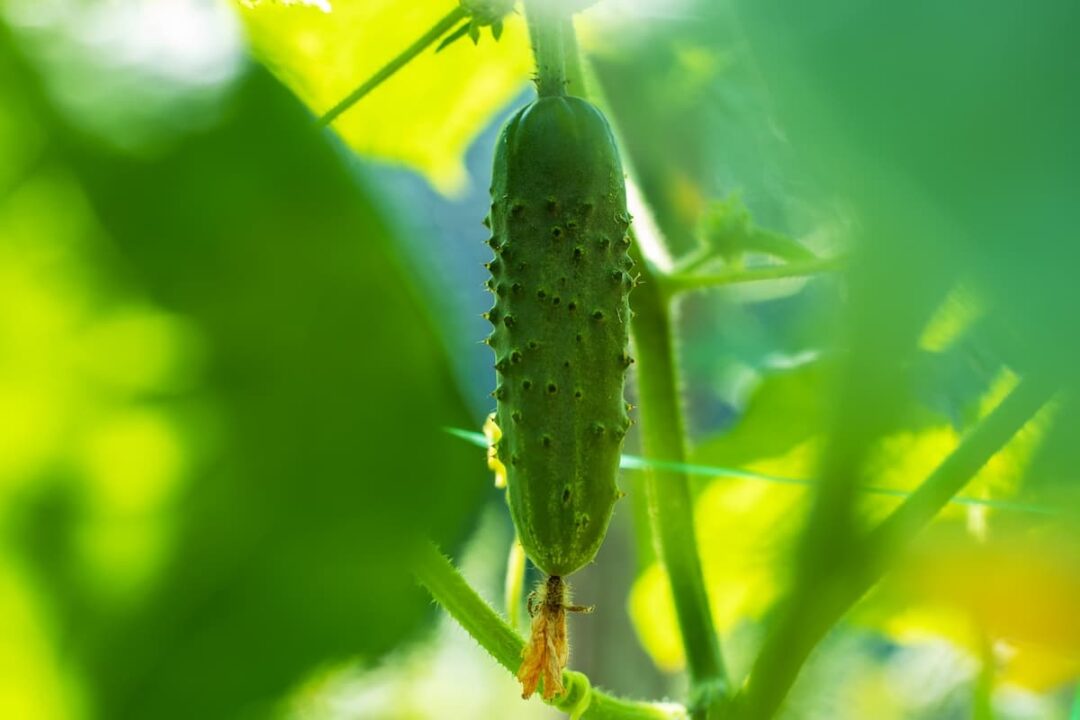 Straight Eight Cucumbers - Minneopa Orchards