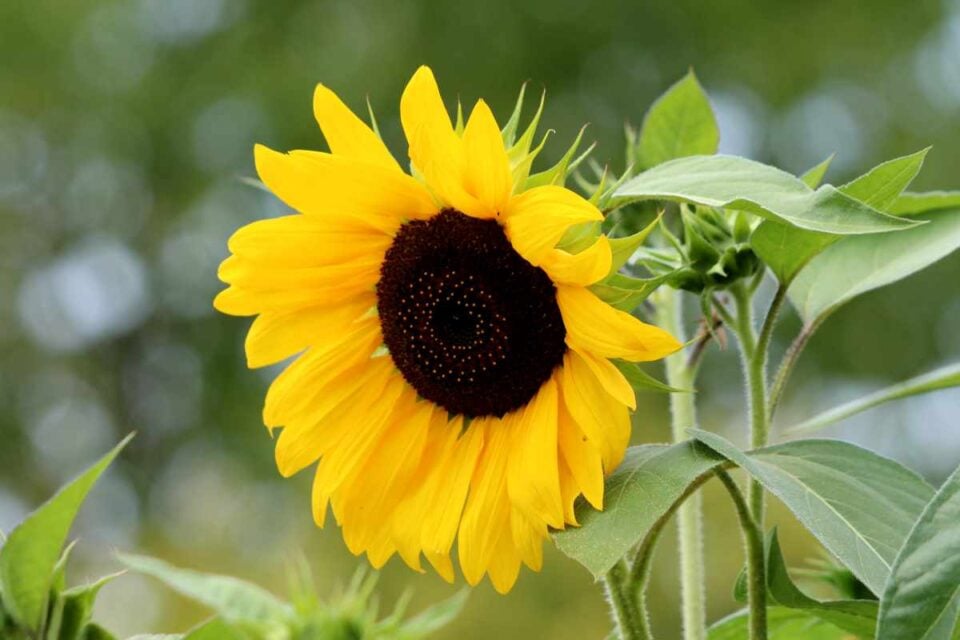 The Zohar Sunflower: How to Plant, Nurture, and Enjoy This Beauty ...