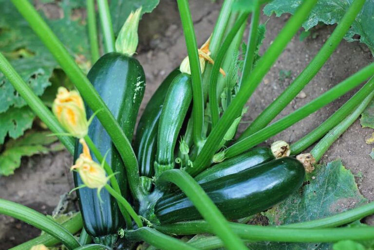 Zucchini vs. Cucumber: What's the Difference? - Minneopa Orchards
