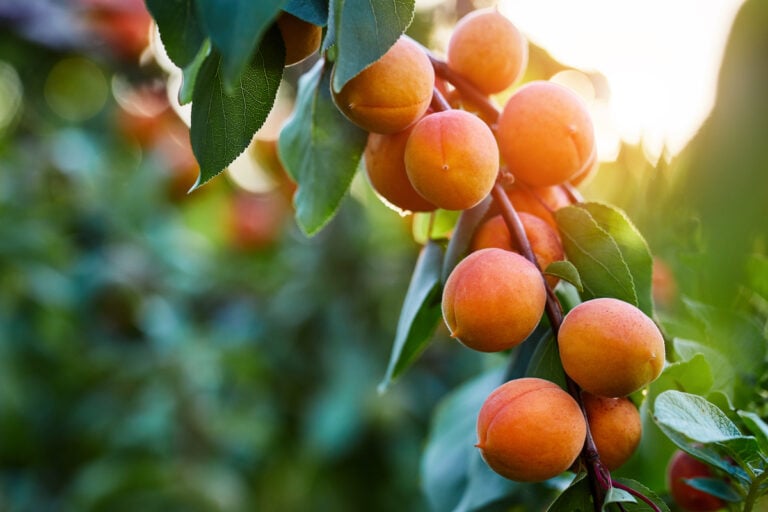 Persimmon Tree - Minneopa Orchards