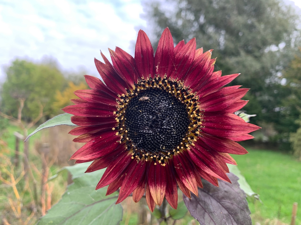 The Rustic Autumn Beauty Sunflower - Minneopa Orchards