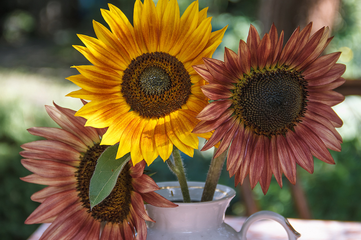 The Rustic Autumn Beauty Sunflower - Minneopa Orchards
