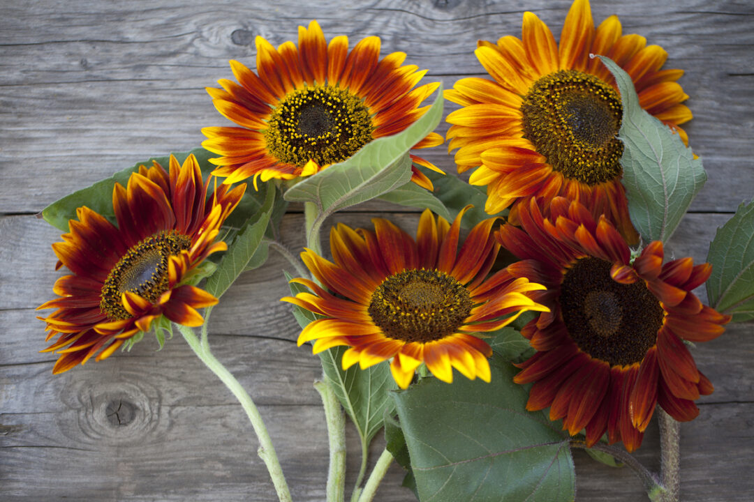 The Rustic Autumn Beauty Sunflower - Minneopa Orchards
