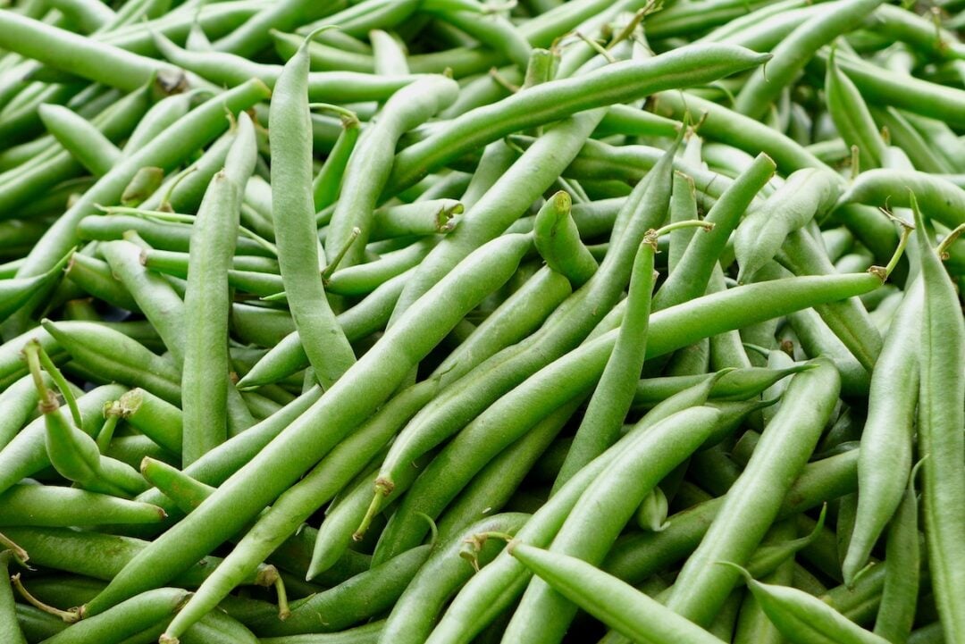 The Sweet Strike Bush Bean - Minneopa Orchards