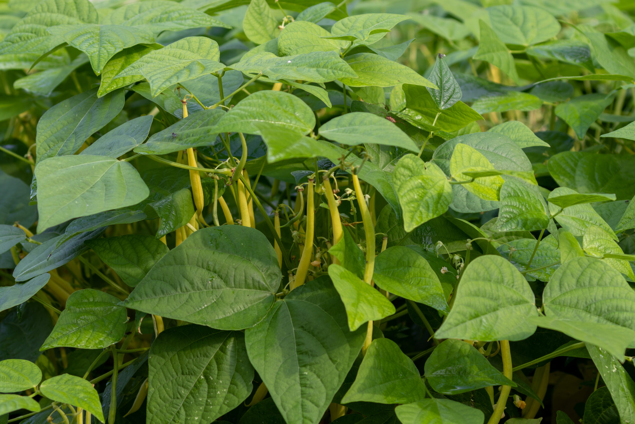 The Sweet Strike Bush Bean - Minneopa Orchards