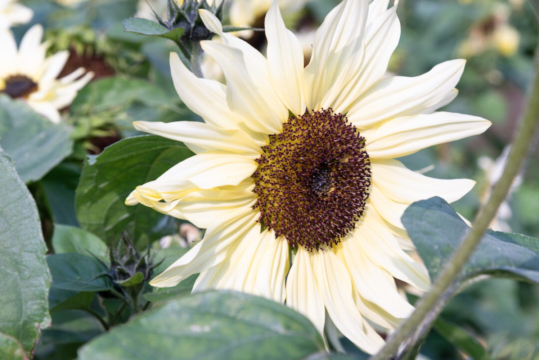 The Lovely Buttercream Sunflower - Minneopa Orchards