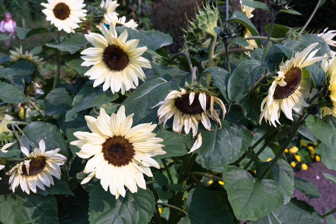 The Lovely Buttercream Sunflower - Minneopa Orchards