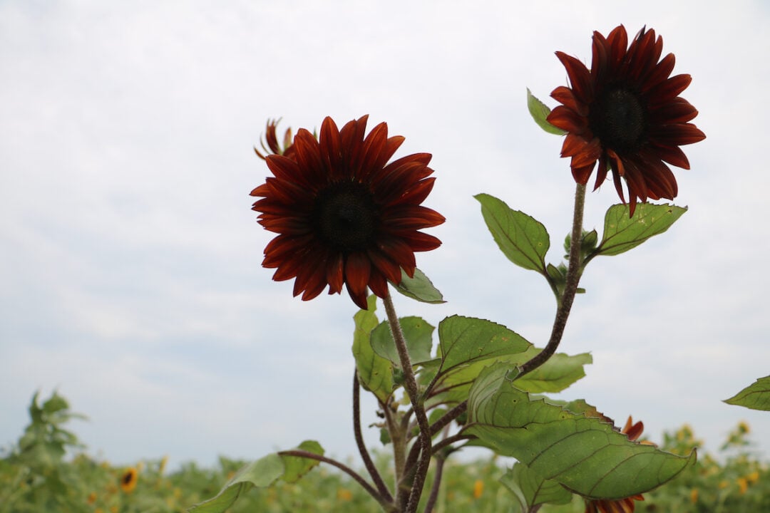 The "Sweet" Chocolate Sunflower - Minneopa Orchards