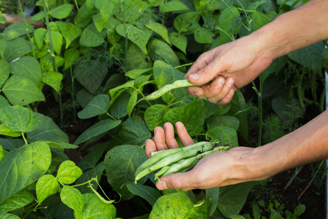 The Rich Mountaineer Half Runner Beans - Minneopa Orchards
