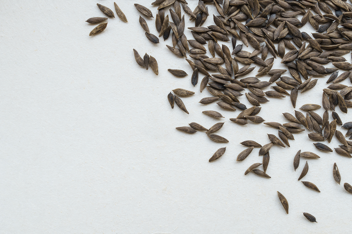 The Reliable Iceberg Lettuce - Minneopa Orchards