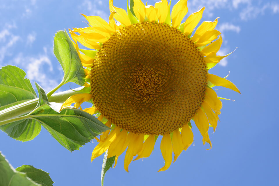 The Cheery Mammoth Sunflower - Minneopa Orchards