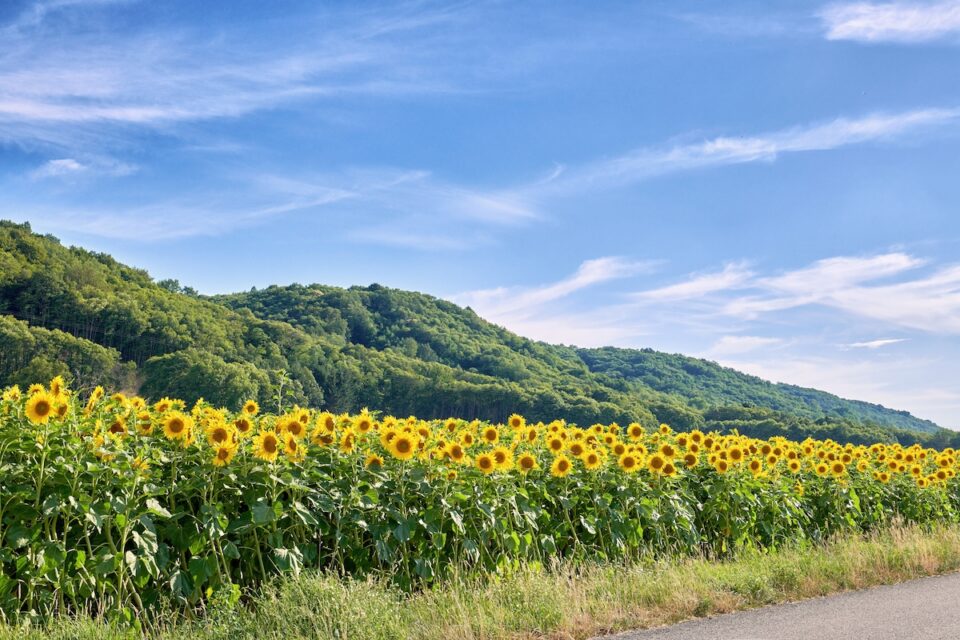 The Impressive Mammoth Russian Sunflower - Minneopa Orchards