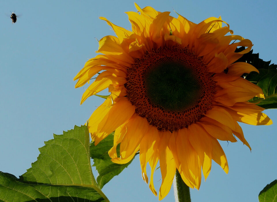The Great Mongolian Giant Sunflower - Minneopa Orchards