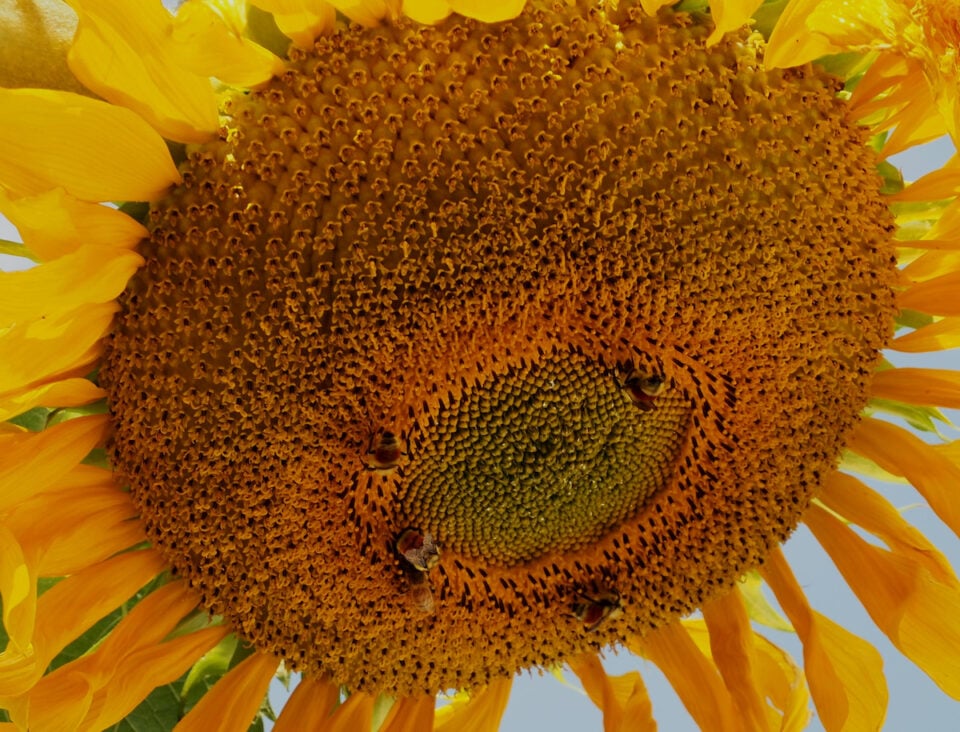 The Great Mongolian Giant Sunflower - Minneopa Orchards