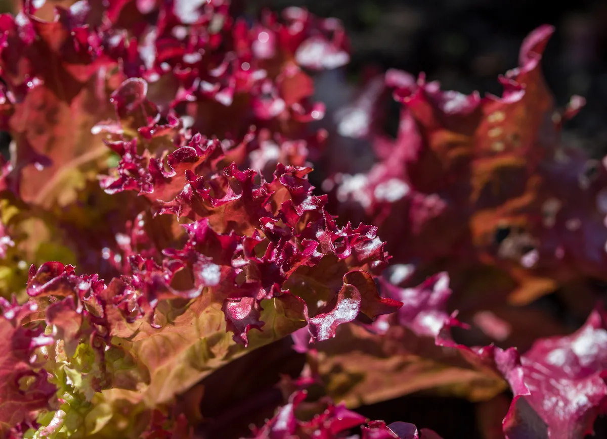 Lettuce - Minneopa Orchards