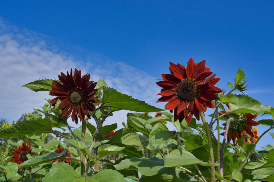 The Beautiful Chocolate Cherry Sunflower - Minneopa Orchards