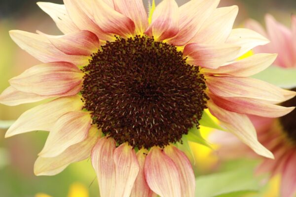 The Lustrous Ruby Eclipse Sunflower - Minneopa Orchards
