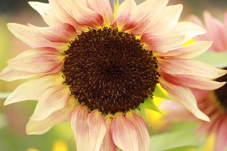 The Lustrous Ruby Eclipse Sunflower - Minneopa Orchards