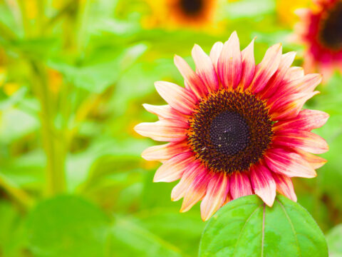 The Lustrous Ruby Eclipse Sunflower - Minneopa Orchards