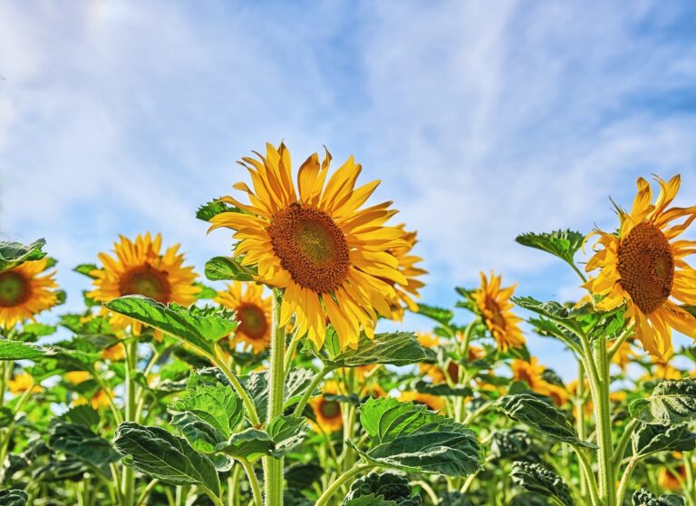 The Impressive Mammoth Russian Sunflower - Minneopa Orchards