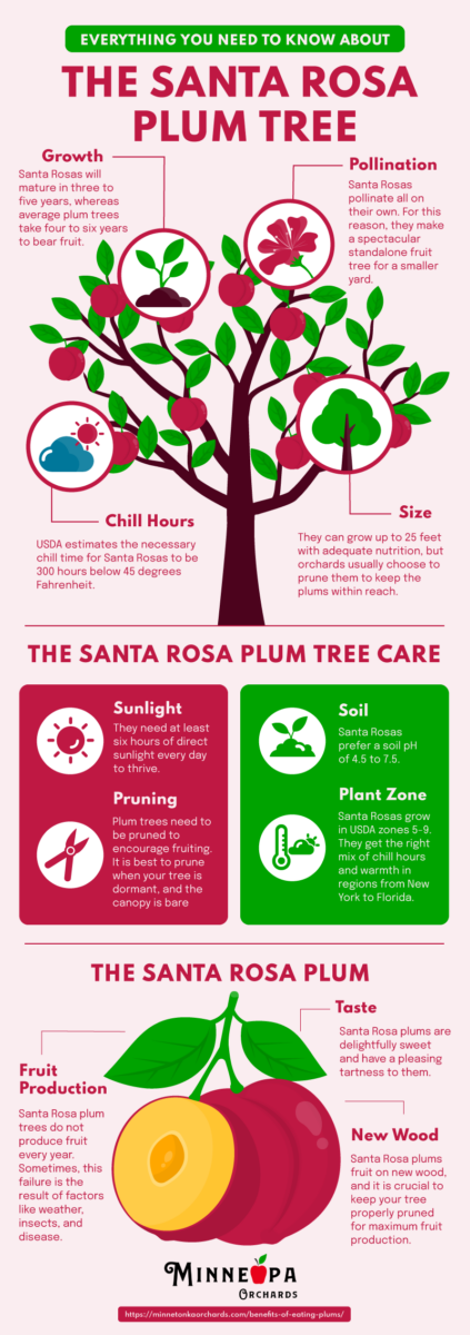 The Santa Rosa Plum Tree: Everything You Need To Know - Minneopa Orchards