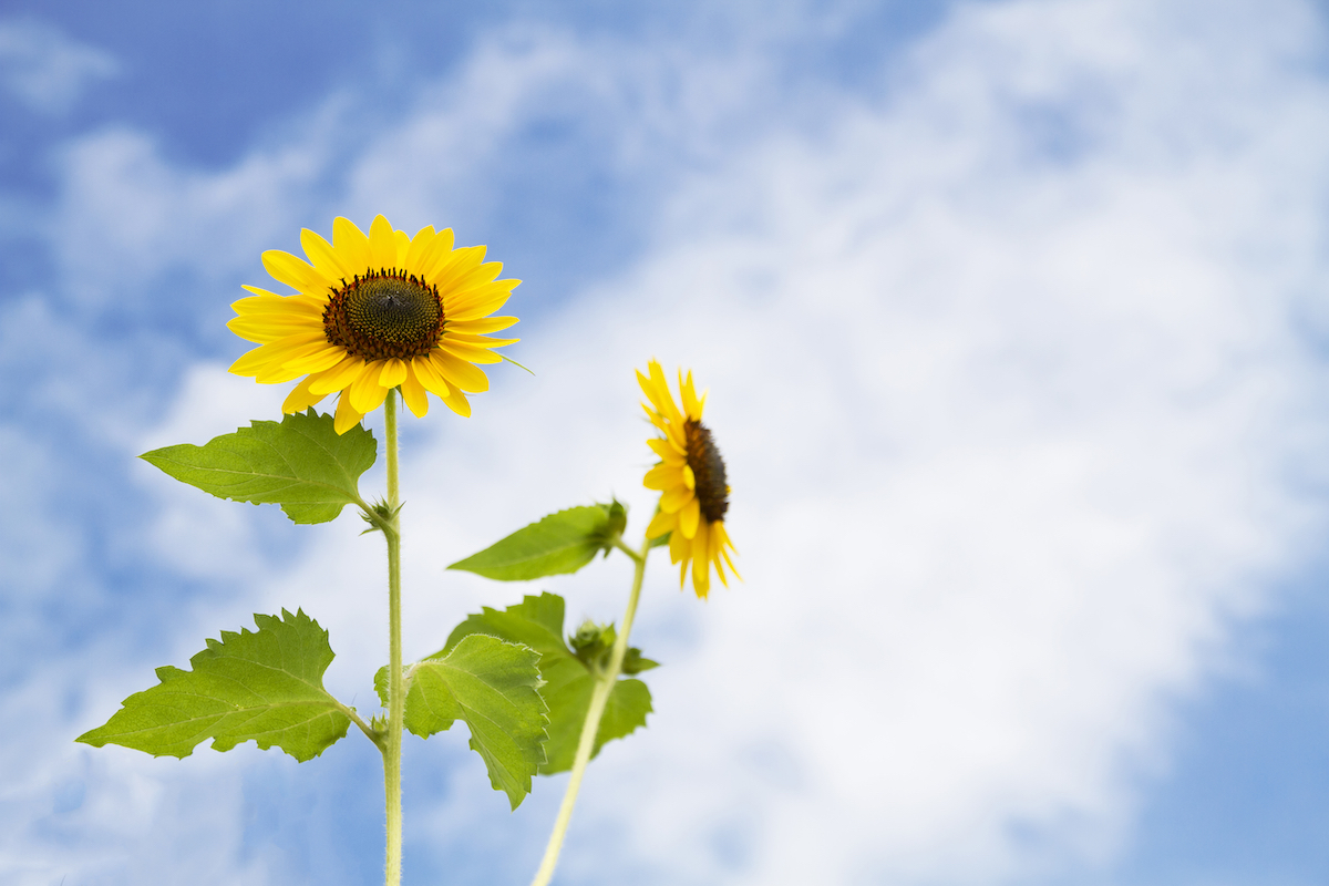 Sunflower Varieties - Minneopa Orchards