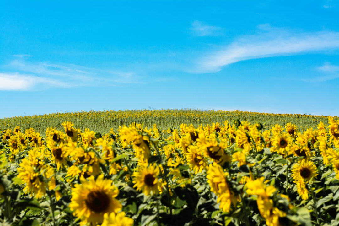 The "Sweet" Chocolate Sunflower - Minneopa Orchards