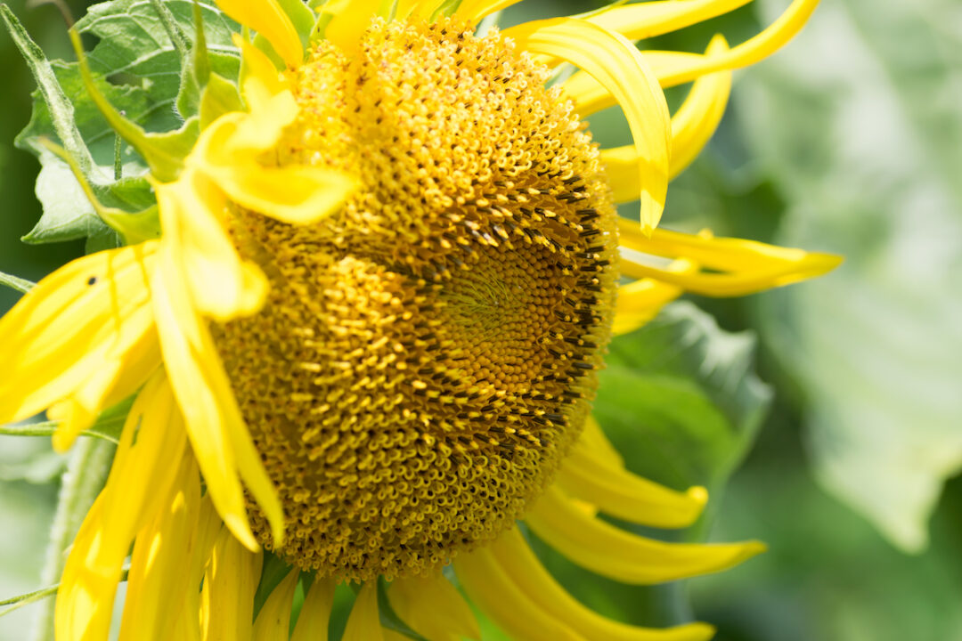 The Mighty Titan Sunflower - Minneopa Orchards