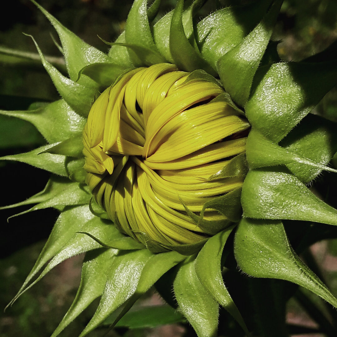 The Mighty Titan Sunflower - Minneopa Orchards