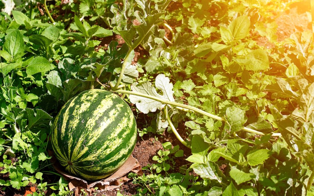 The Rare Black Diamond Yellow Belly Watermelon - Minneopa Orchards