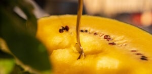 The Sweet Yellow Petite Watermelon - Minneopa Orchards
