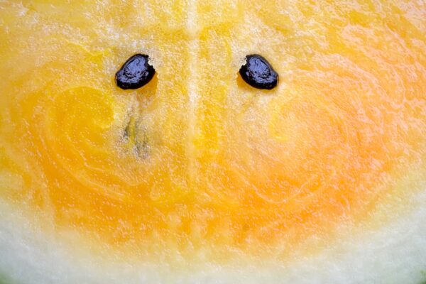 The Sweet Yellow Petite Watermelon - Minneopa Orchards