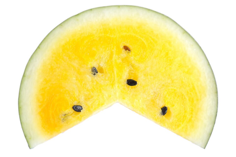 The Sweet Yellow Petite Watermelon - Minneopa Orchards