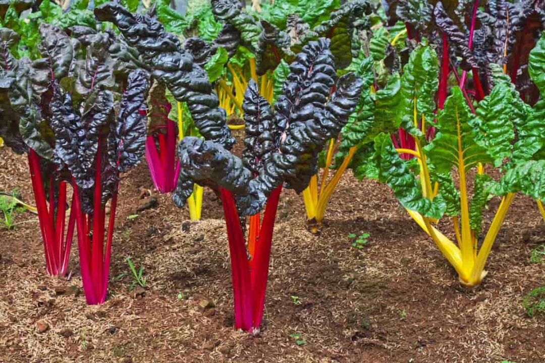 How to Plant Swiss Chard - Minneopa Orchards