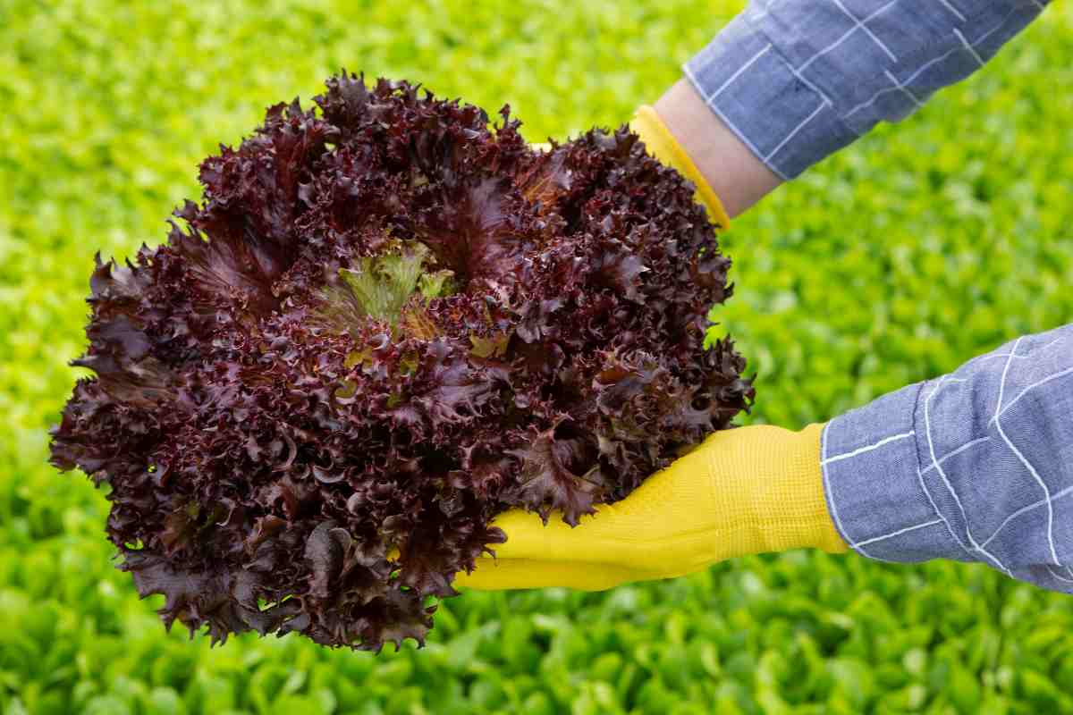 Batavia Lettuce: Everything You Need to Know About Growing This ...