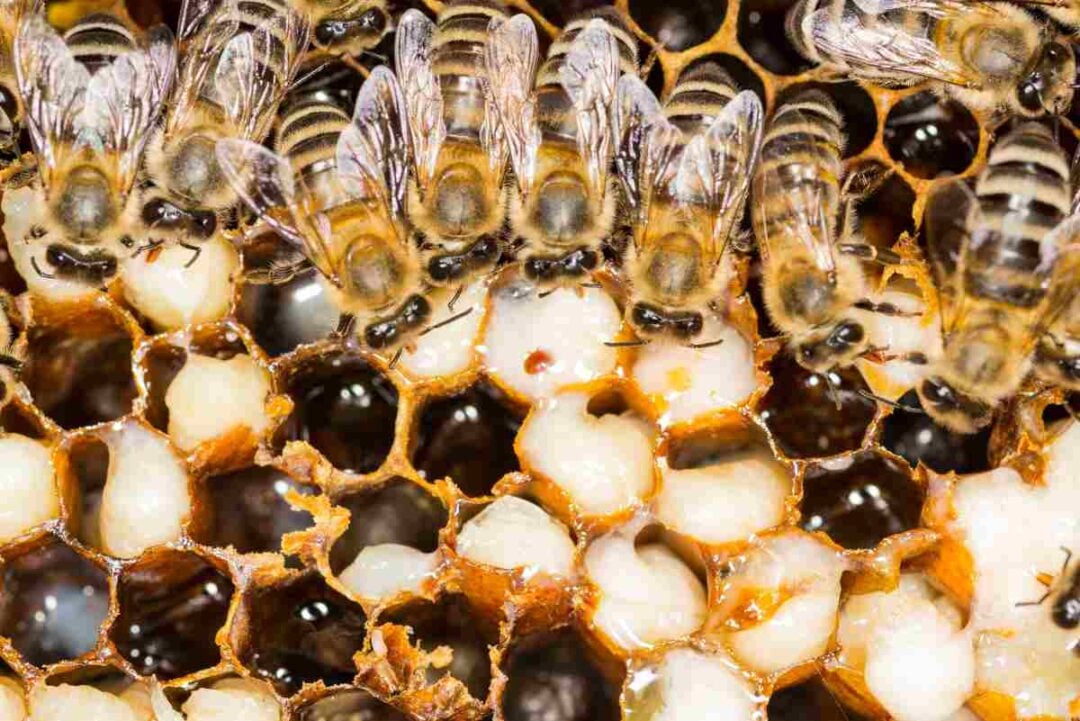 Russian Honey Bees: Their History and Care - Minneopa Orchards