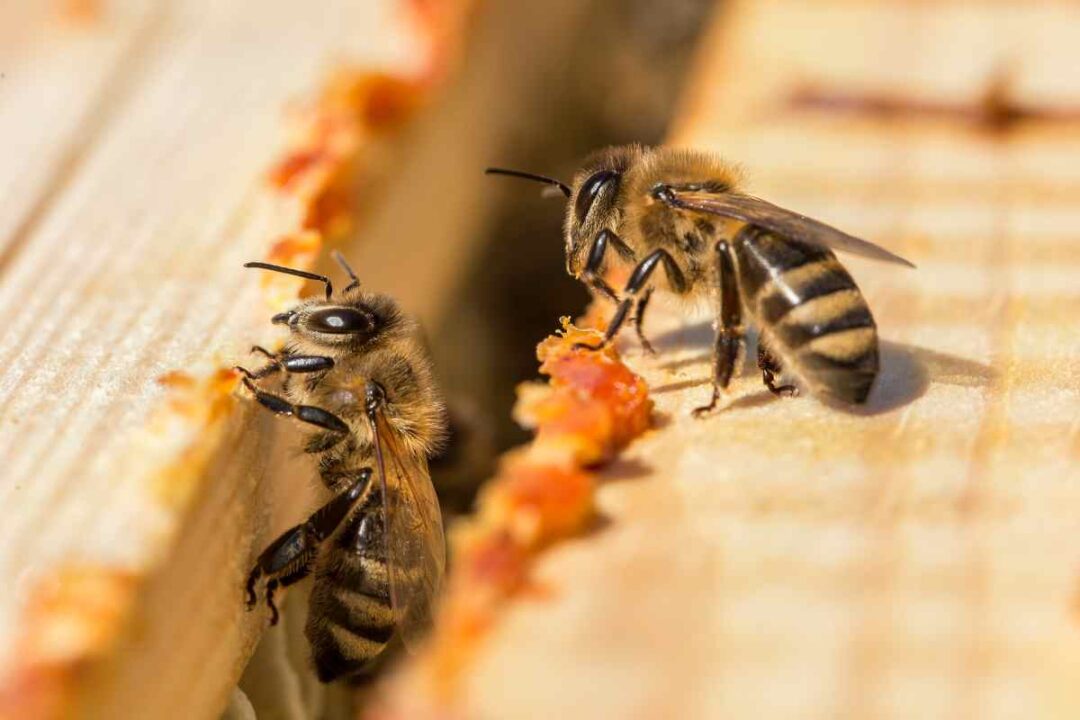 Italian Honey Bees: The Most Popular Among Beekeepers - Minneopa Orchards