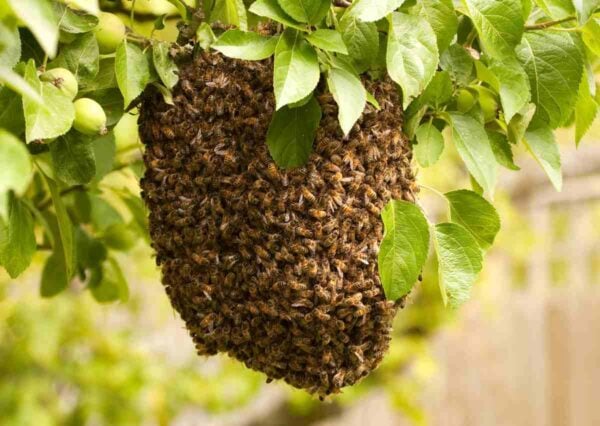 Russian Honey Bees: Their History and Care - Minneopa Orchards