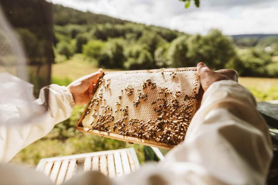 Russian Honey Bees: Their History and Care - Minneopa Orchards