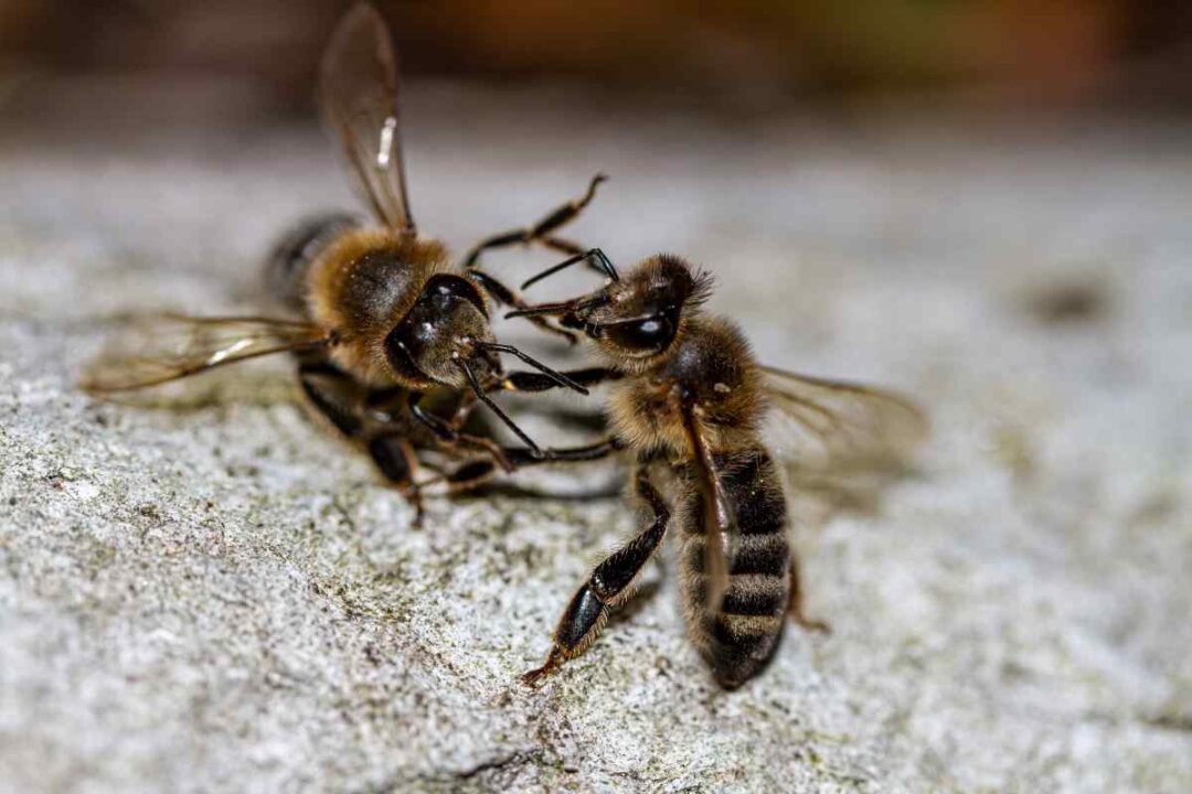 Russian Honey Bees: Their History and Care - Minneopa Orchards