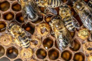 All About Nurse Bees - The Efficient Caretakers of the Hive - Minneopa Orchards