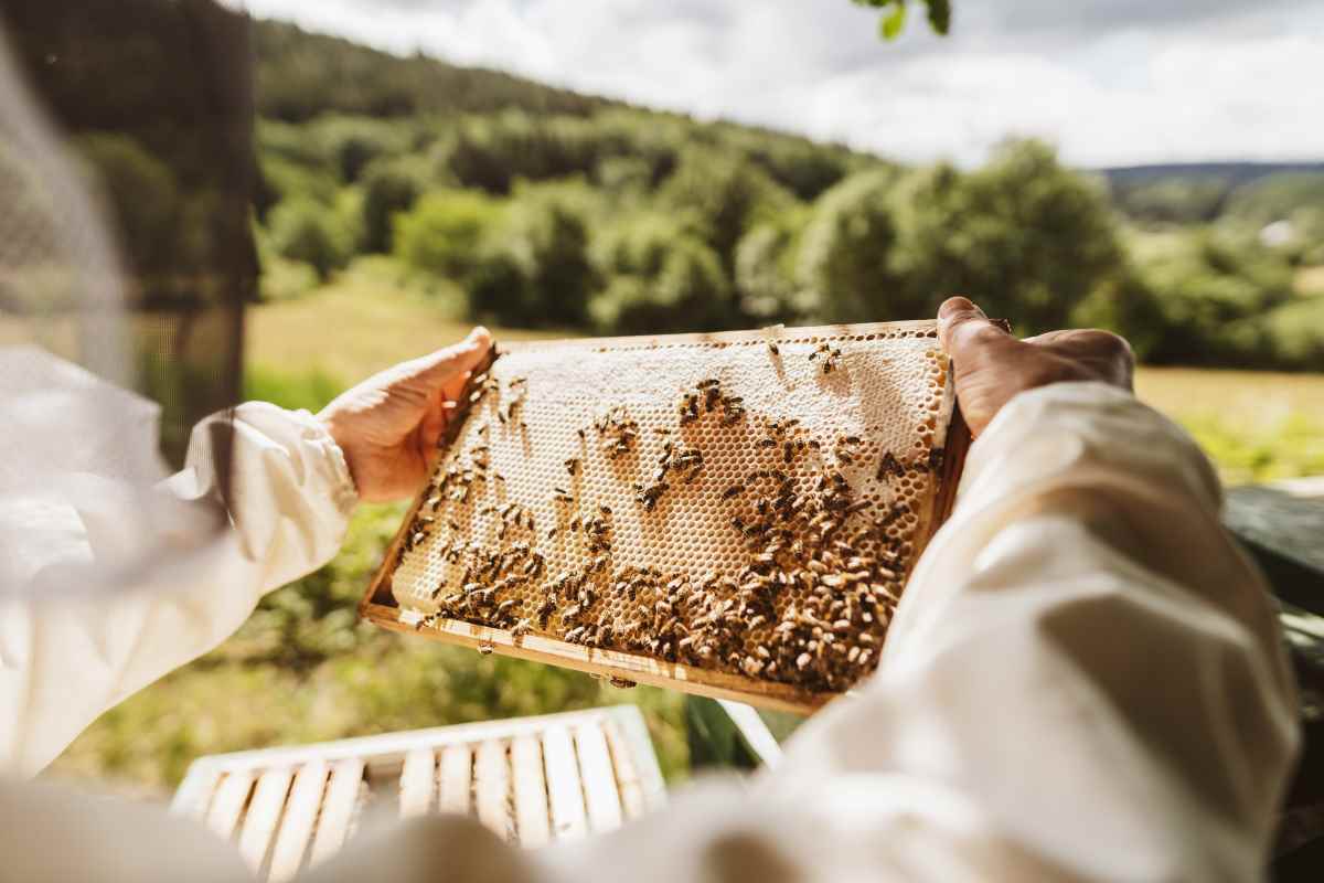 Russian Honey Bees: Their History and Care - Minneopa Orchards