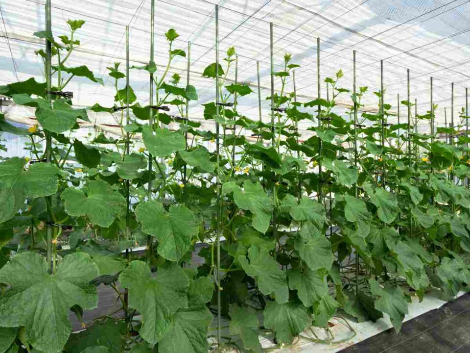 The Many Uses for Beit Alpha Cucumbers - Minneopa Orchards