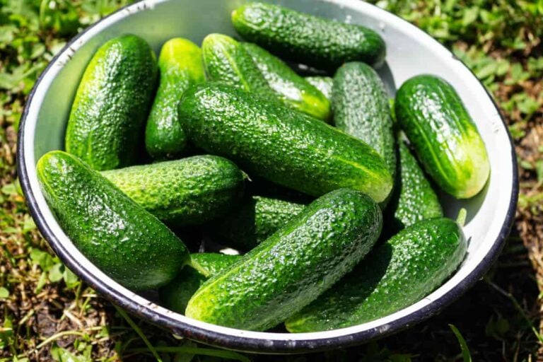 All About Picklebush Cucumbers - Minneopa Orchards