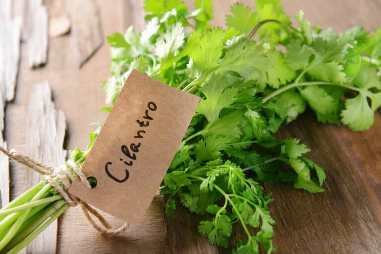 How to Plant Cilantro - Minneopa Orchards