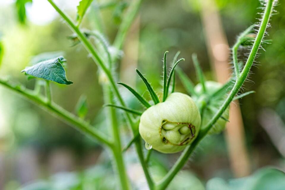 All About Growing and Eating the Delicious Cherokee Carbon Tomato ...