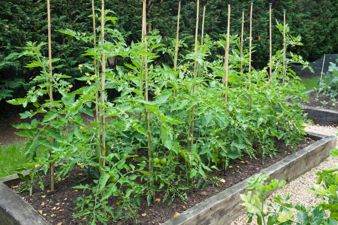All About The Champion Tomato - Minneopa Orchards